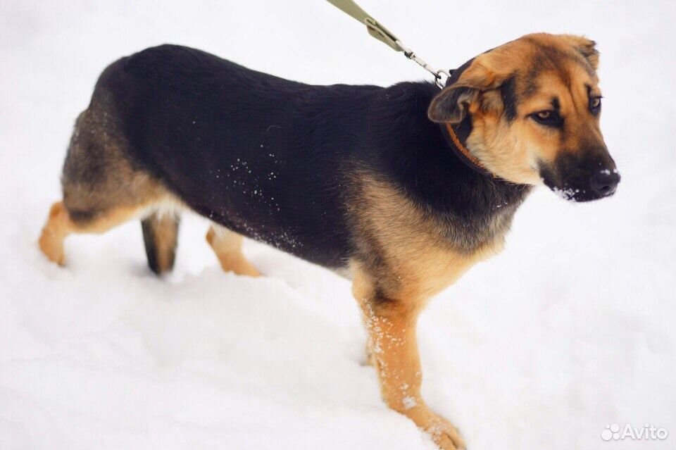 Собака овчароидного типа ищет добрый дом