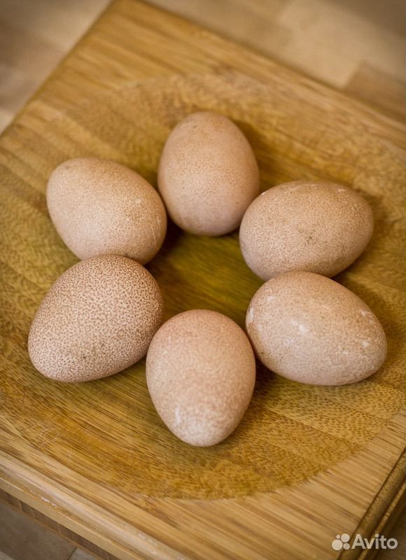Инкубационное цесариное яйцо