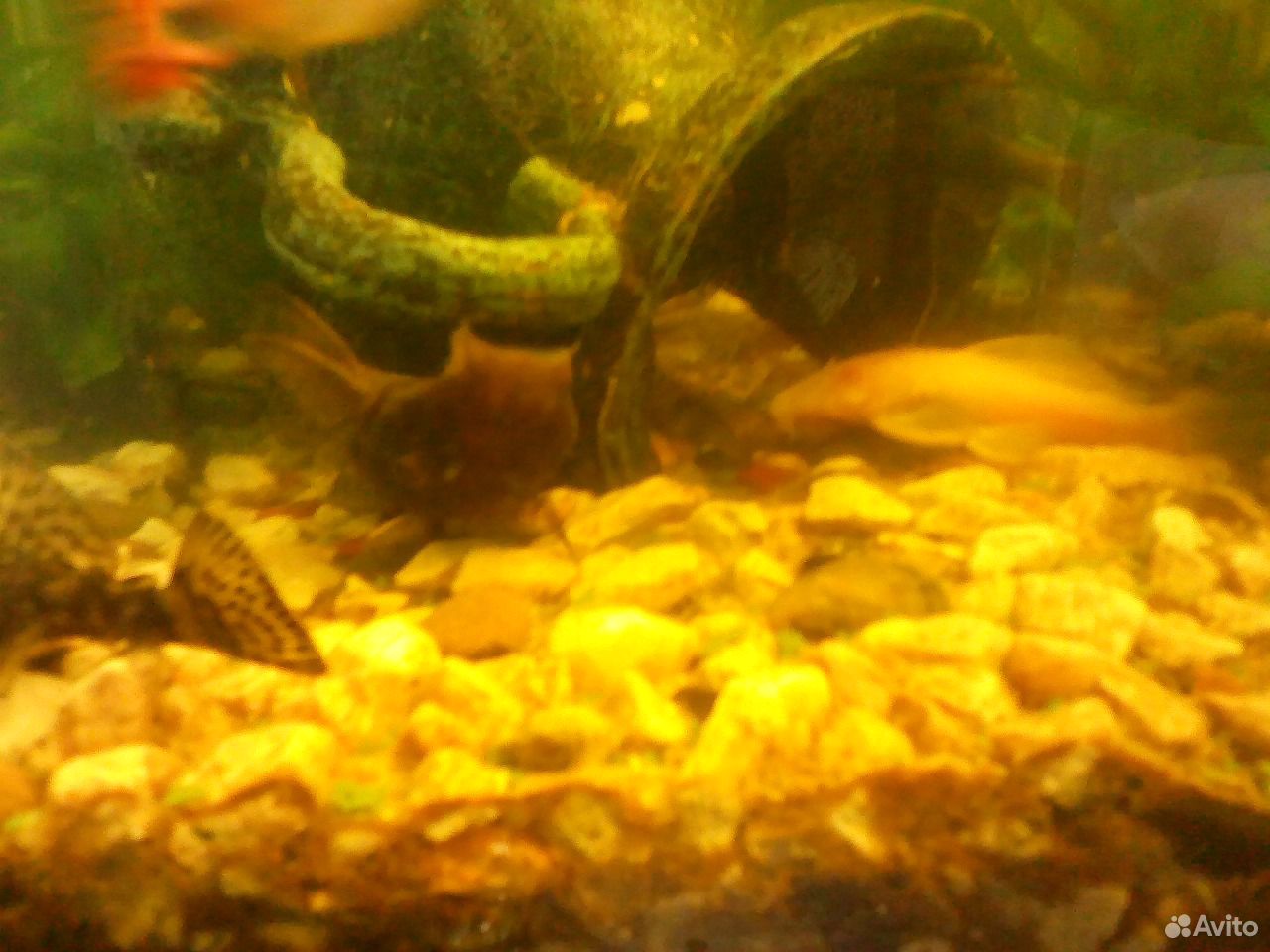 Продам сомиков