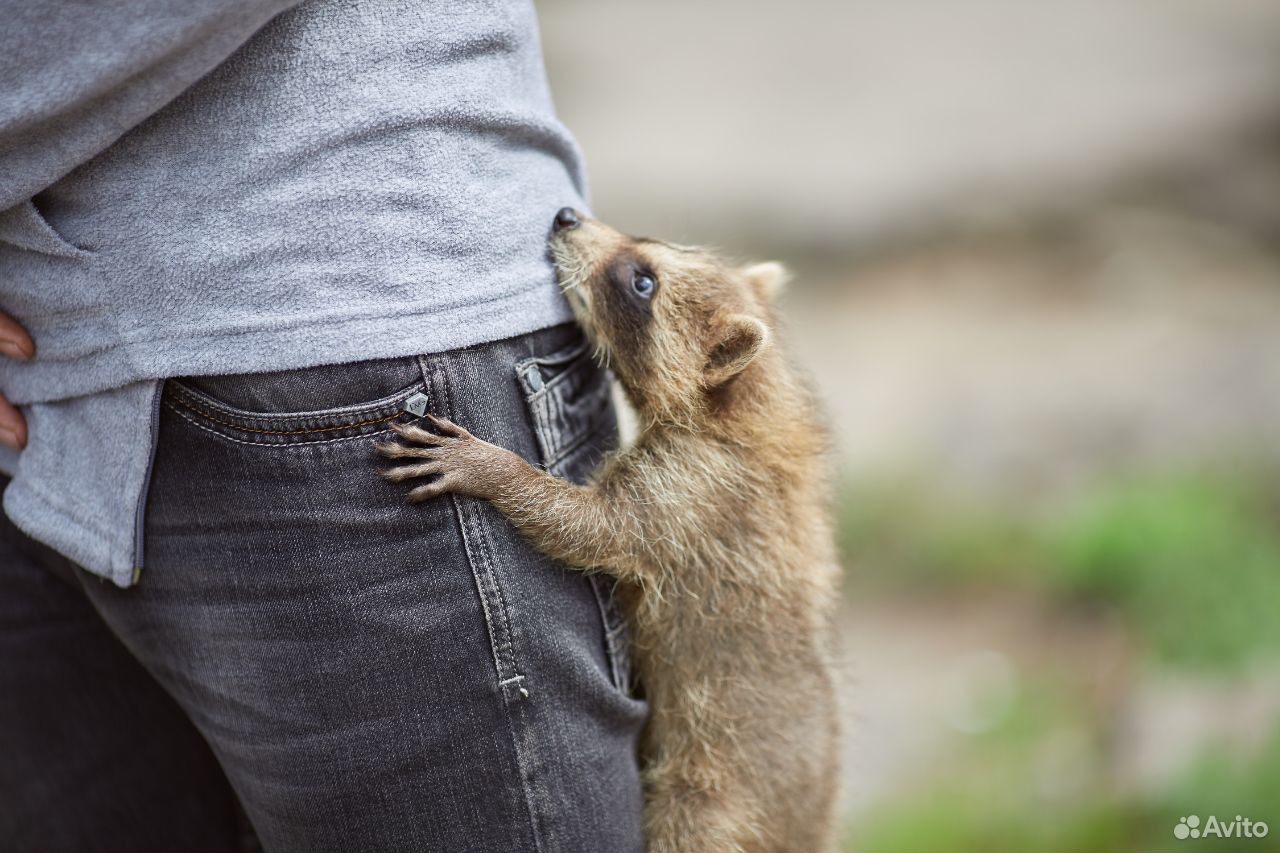 Щенок енота-полоскуна, выкормыши