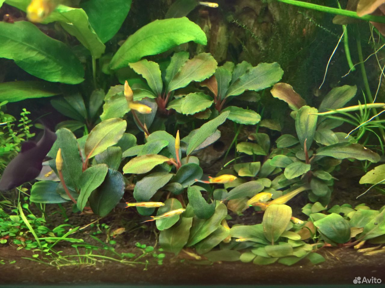 Буцефаландры