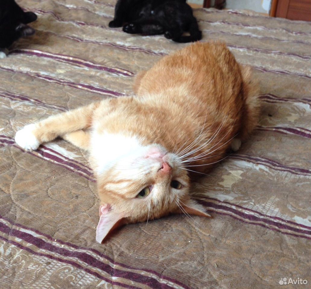 Рыжее Ласковое Сокровище в дар в добрые руки