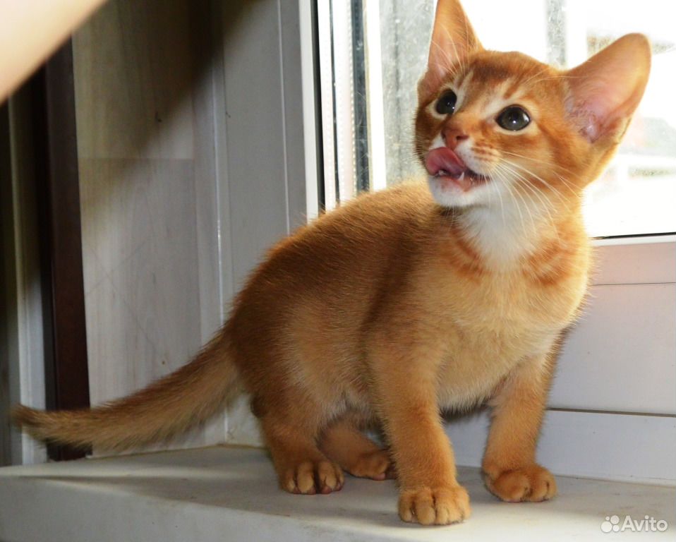 Шикарный Котик