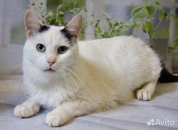 Котодети из приюта ищут своих родителей