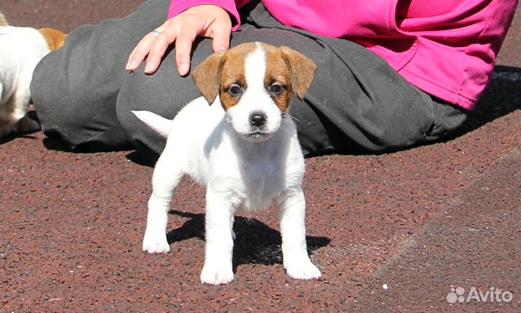 Красивые Расселята