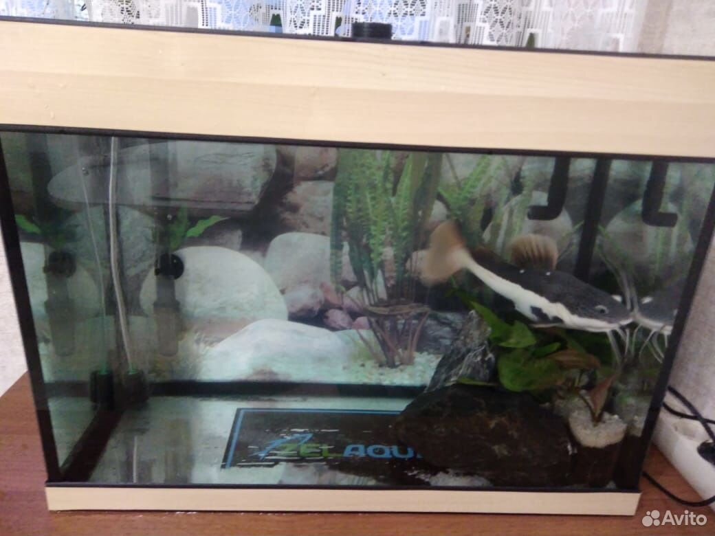 Сом-кошка краснохвостый