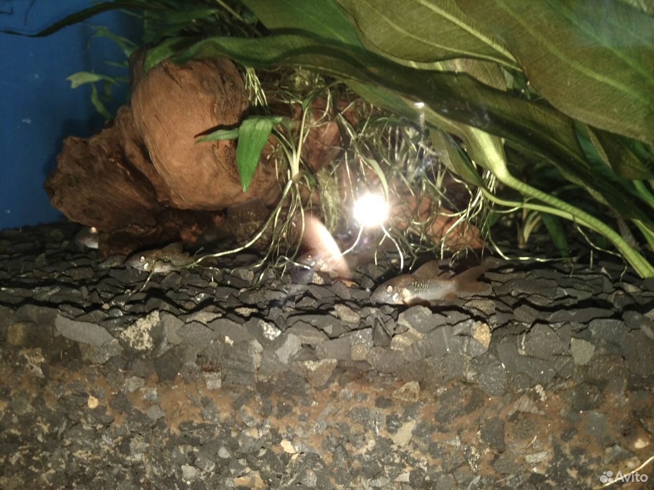 Сомики Коридораса