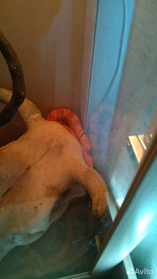 Террариум и змеи