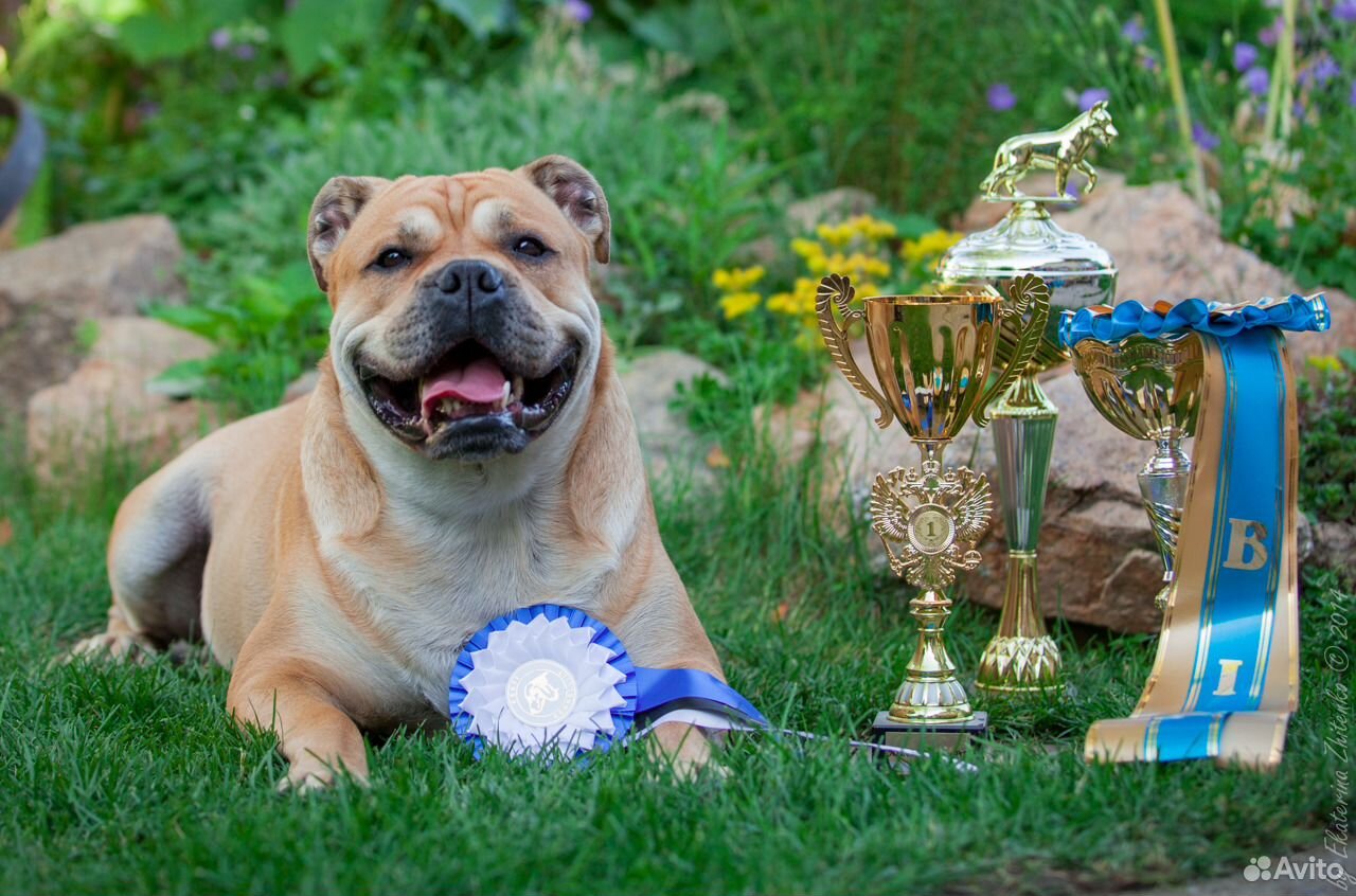 Щеночки ка де бо от чемпиона мира, 10.07.18