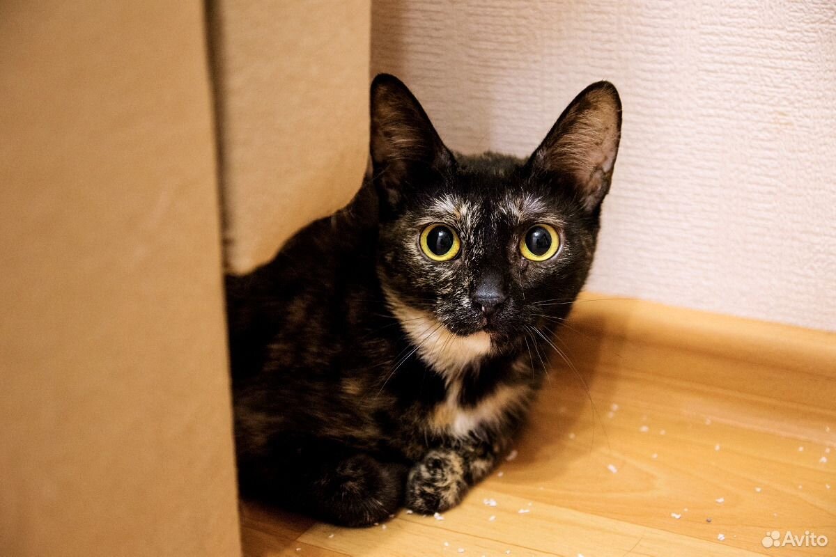 Серафиму Аркадьевну в добрые руки