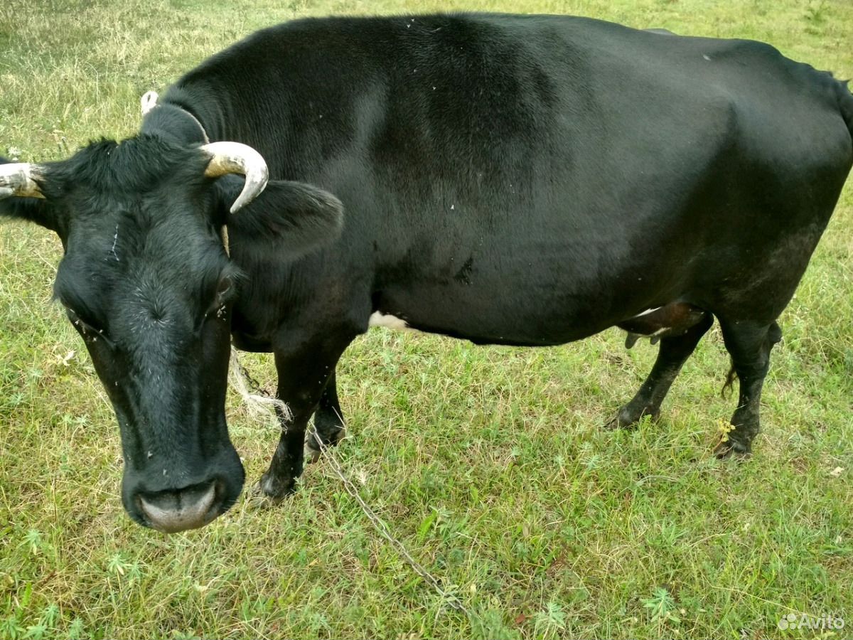 Продам молодую корову (не на мясо)