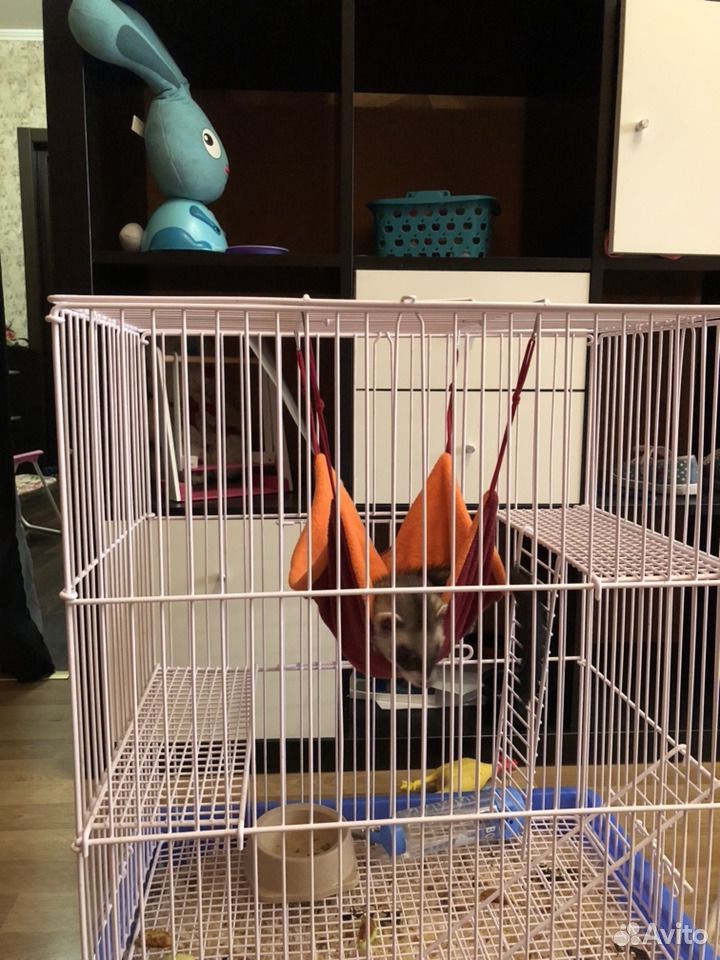 Хорек с клеткой