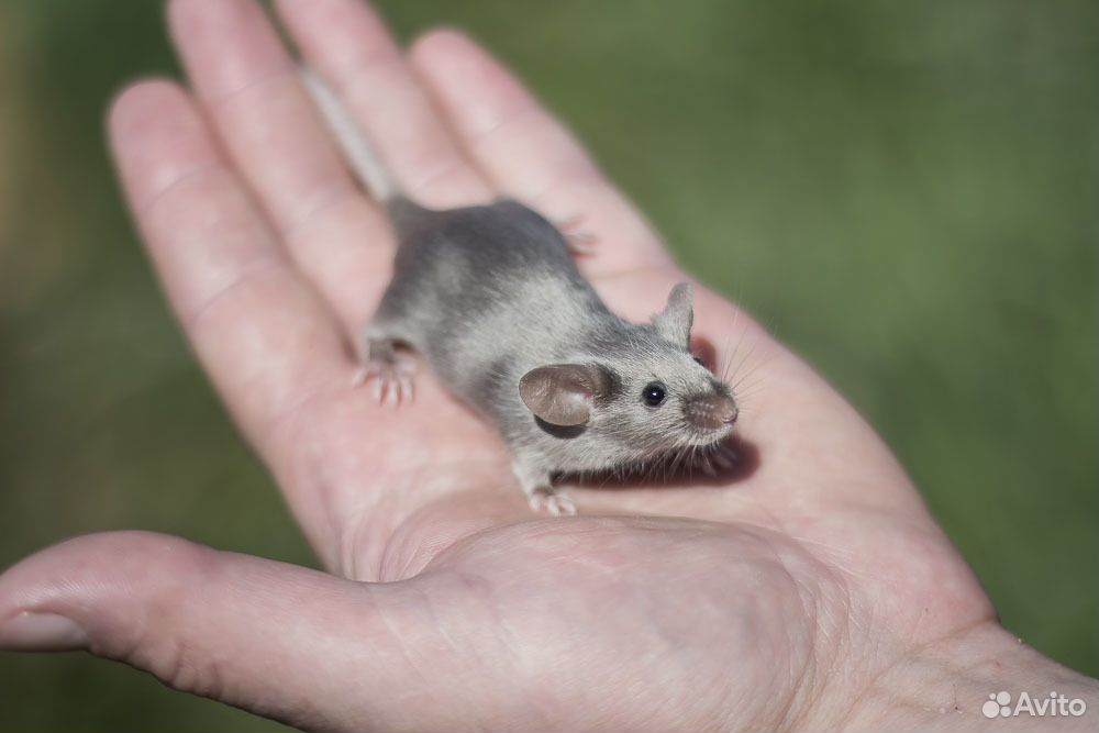 Сатиновый мышонок декоративный лиловый