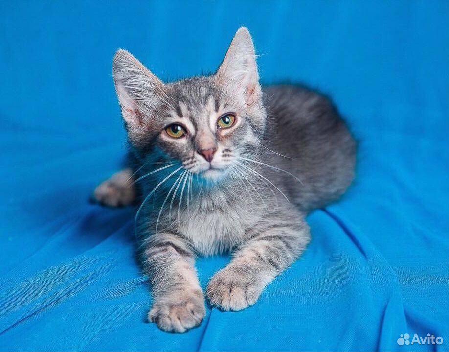 Котенок Леви 3,5 мес в дар