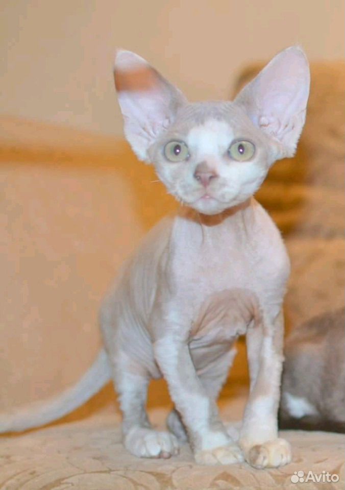 Девон-рекс лиловый биколор. Мальчик