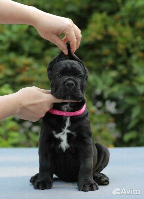 Очень красивые девочки Кане Корсо