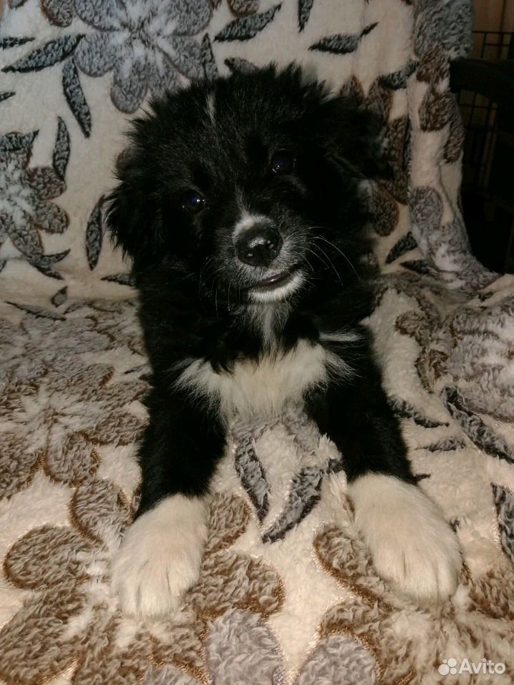 В добрые руки двухмесячный щенок