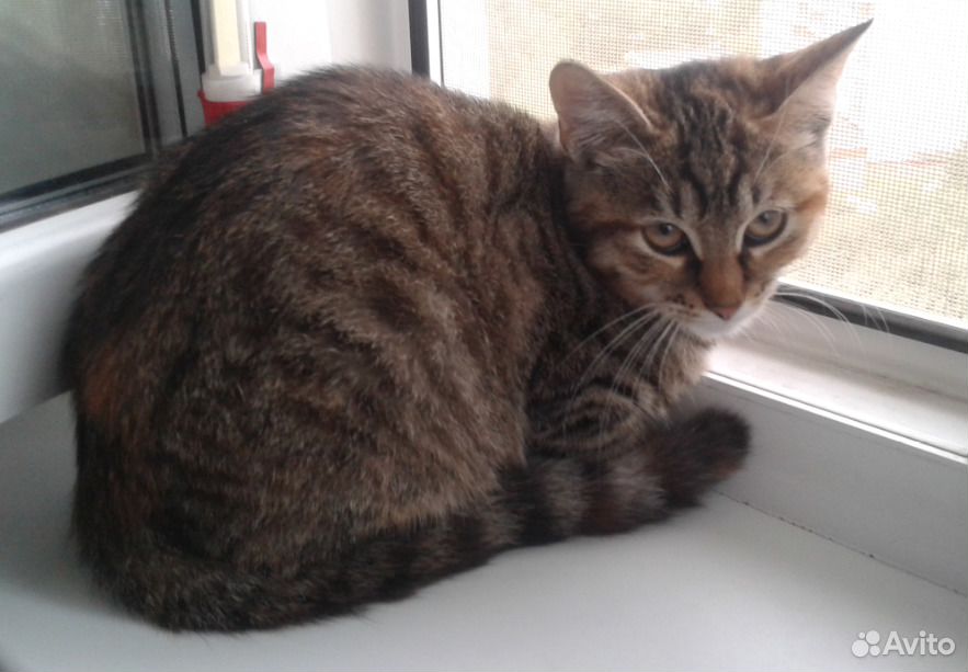 Кошечка трехцветная ищет хозяев