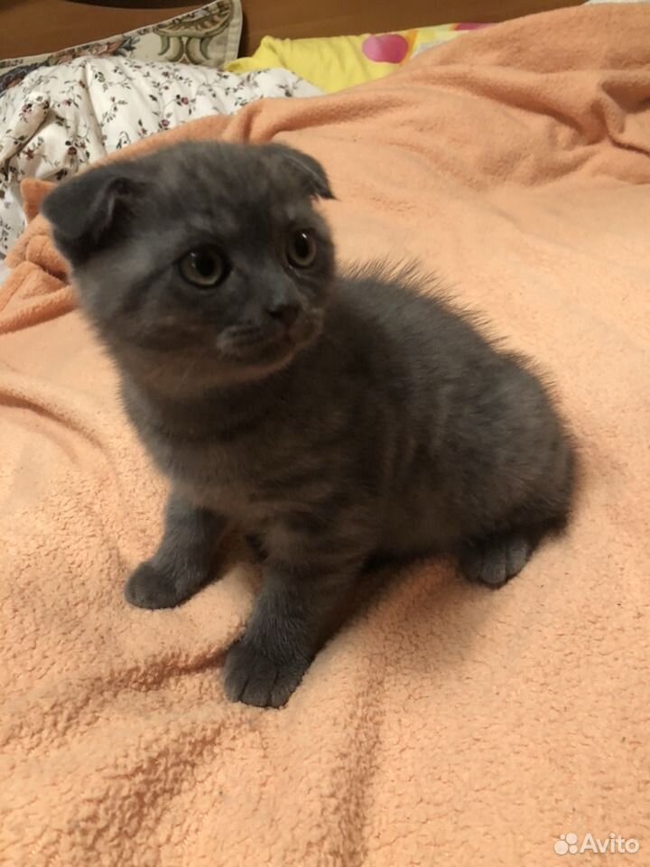 Шотландская