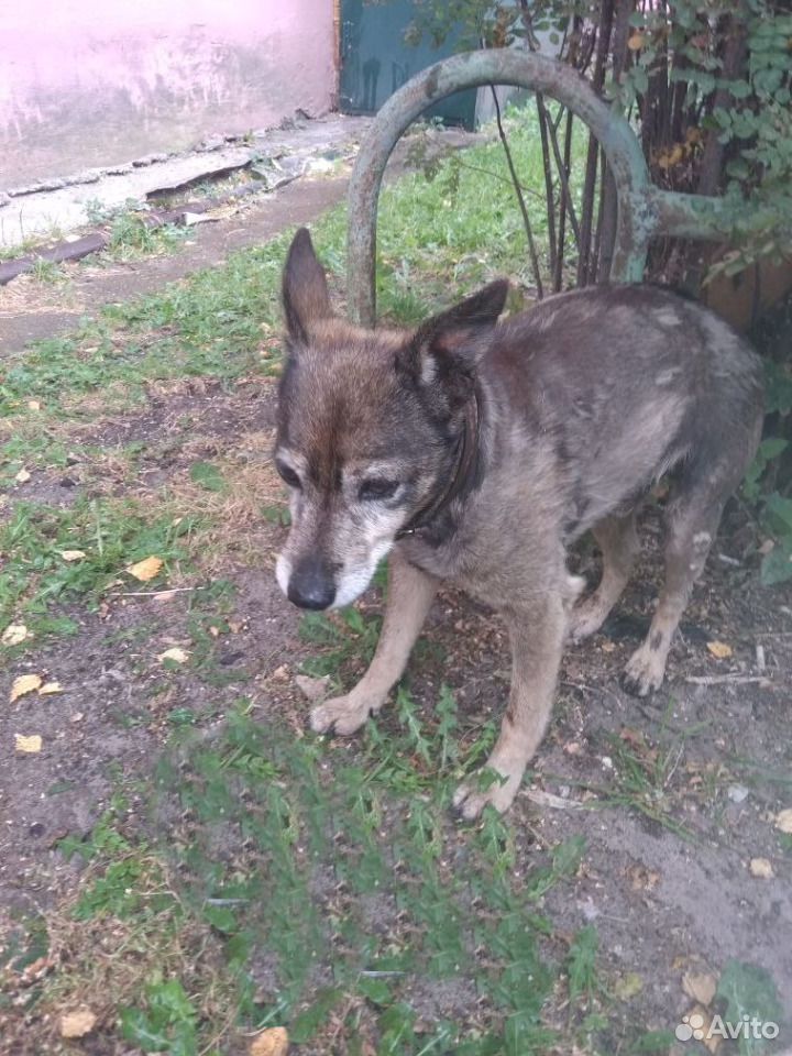 Плюшевый мини-пёс - спокойный мальчик Цезарь