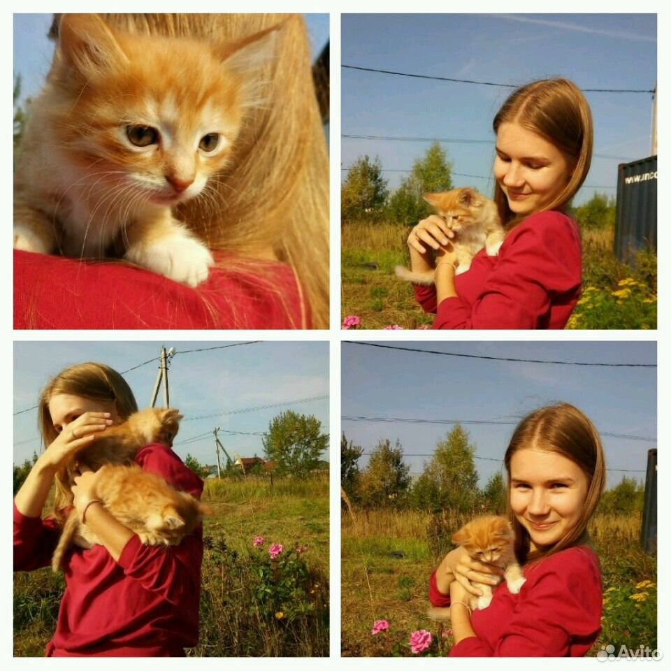 Отдам рыжиков в добрые руки