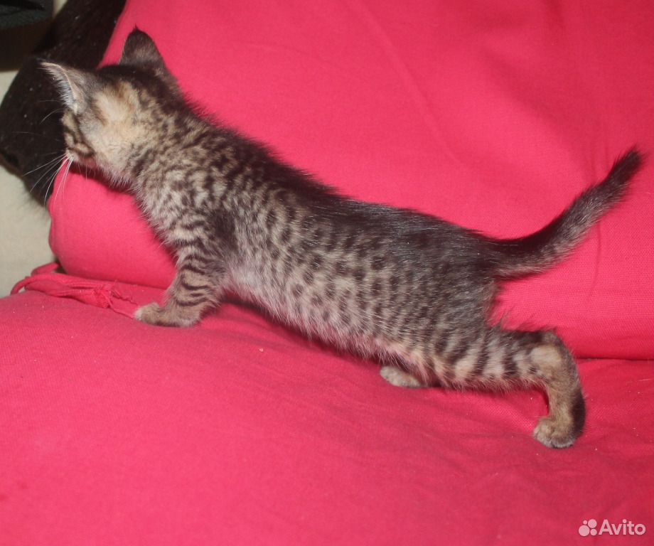 Котенок праправнук Сервала - savannah f5