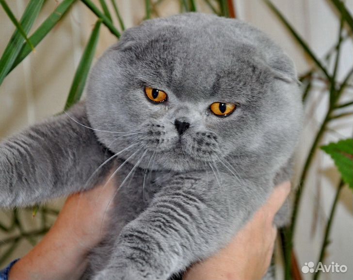 Вязка с Шотландскими и Британскими котами