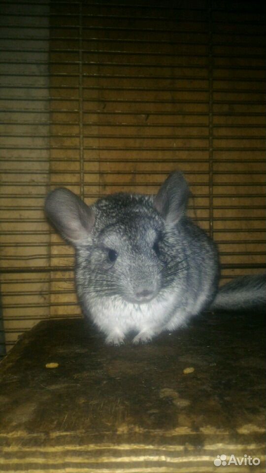 Продам шиншиллу