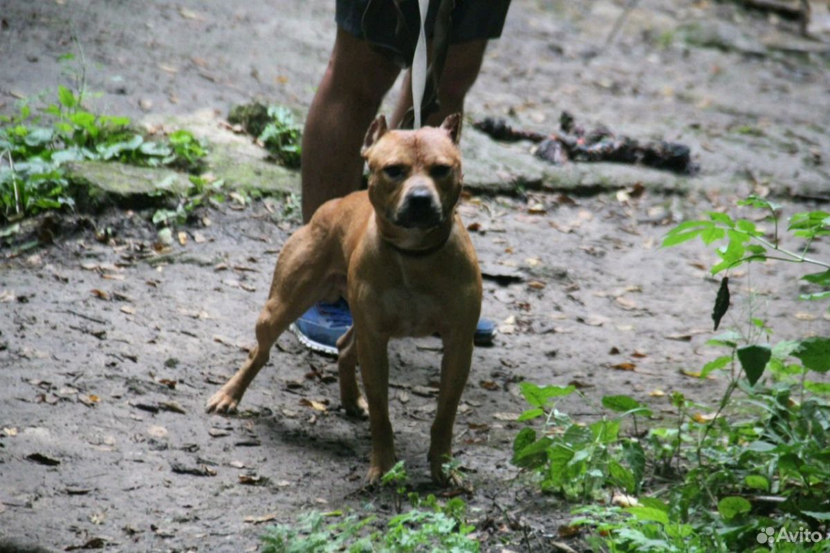 Кобель питбуля на вязку