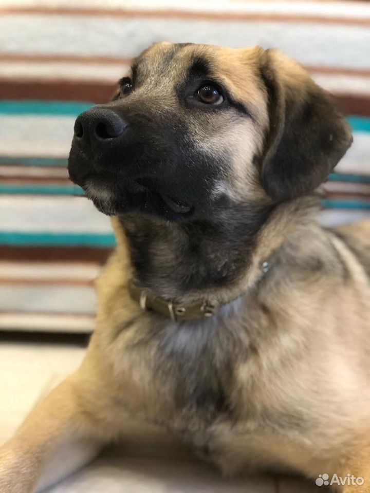 Очень красивая щенулька Мона в добрые руки