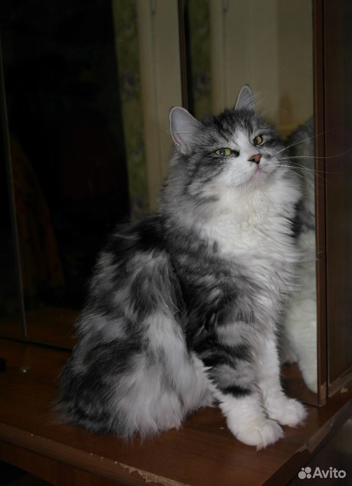 Домашняя рысь, котята