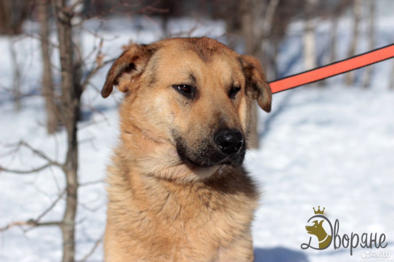 Егор (собачка-инвалид) нуждается в доме и семье