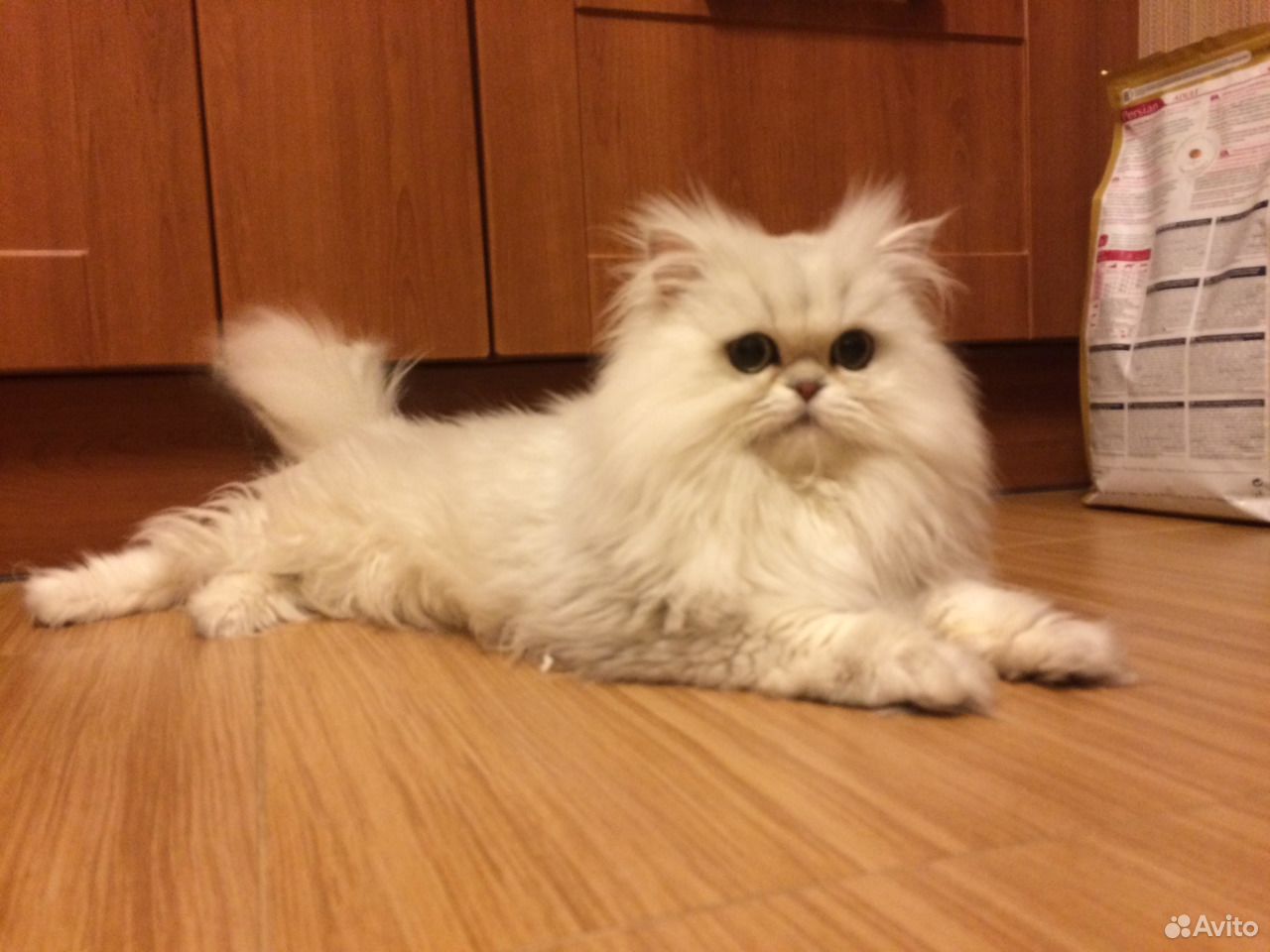 Персидский кот вязка