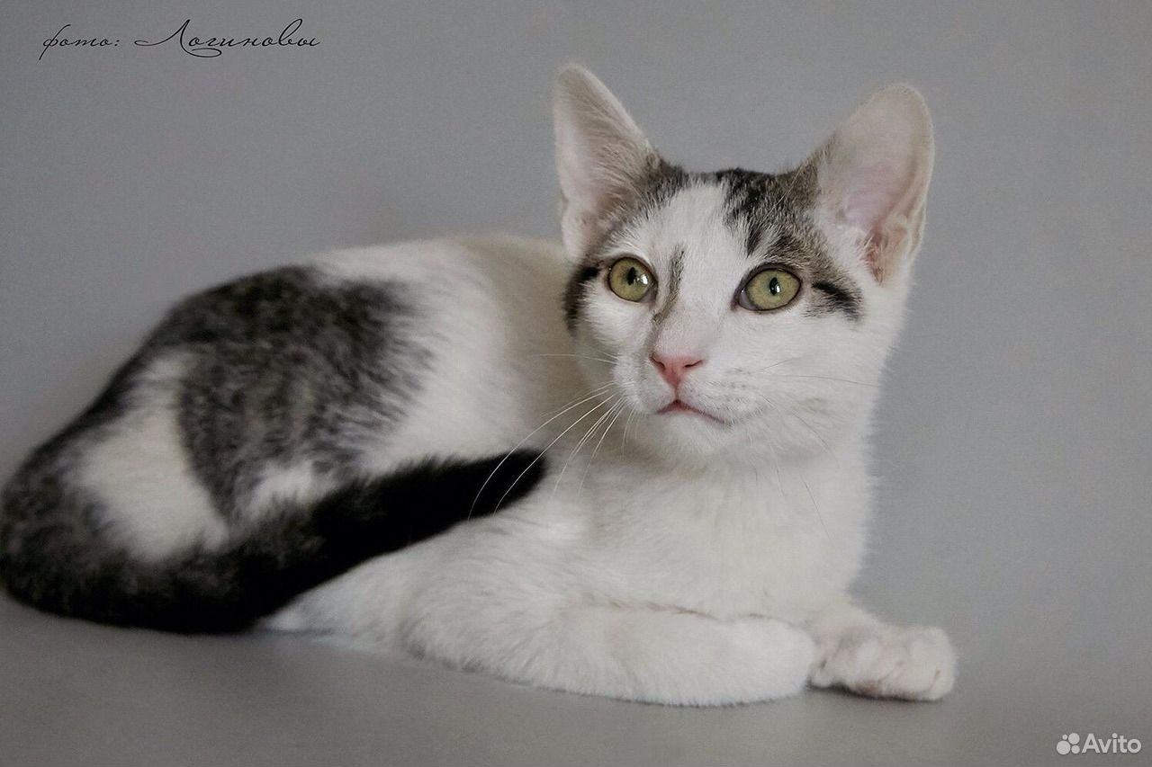 Котёнок-мальчик 8 месяцев