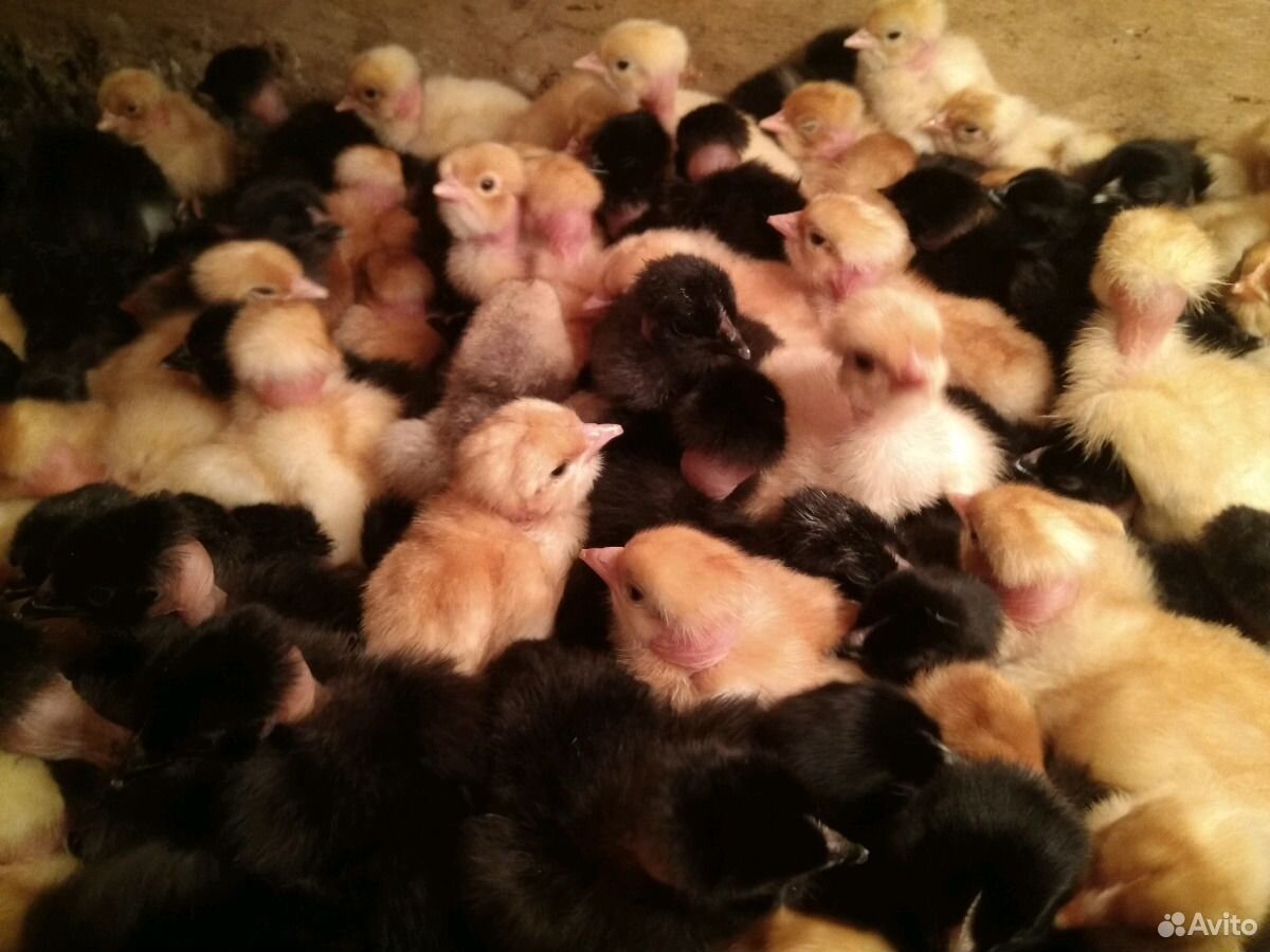 Цветной бройлер Голошейный, Мастер Грей, Фокси Чик