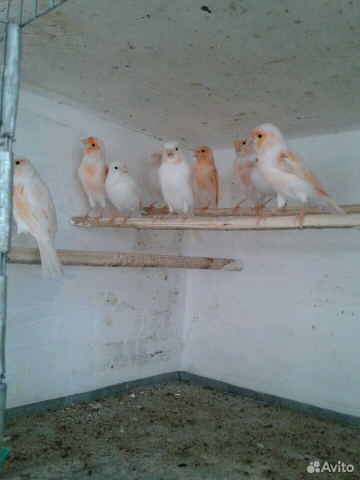 Канарейки