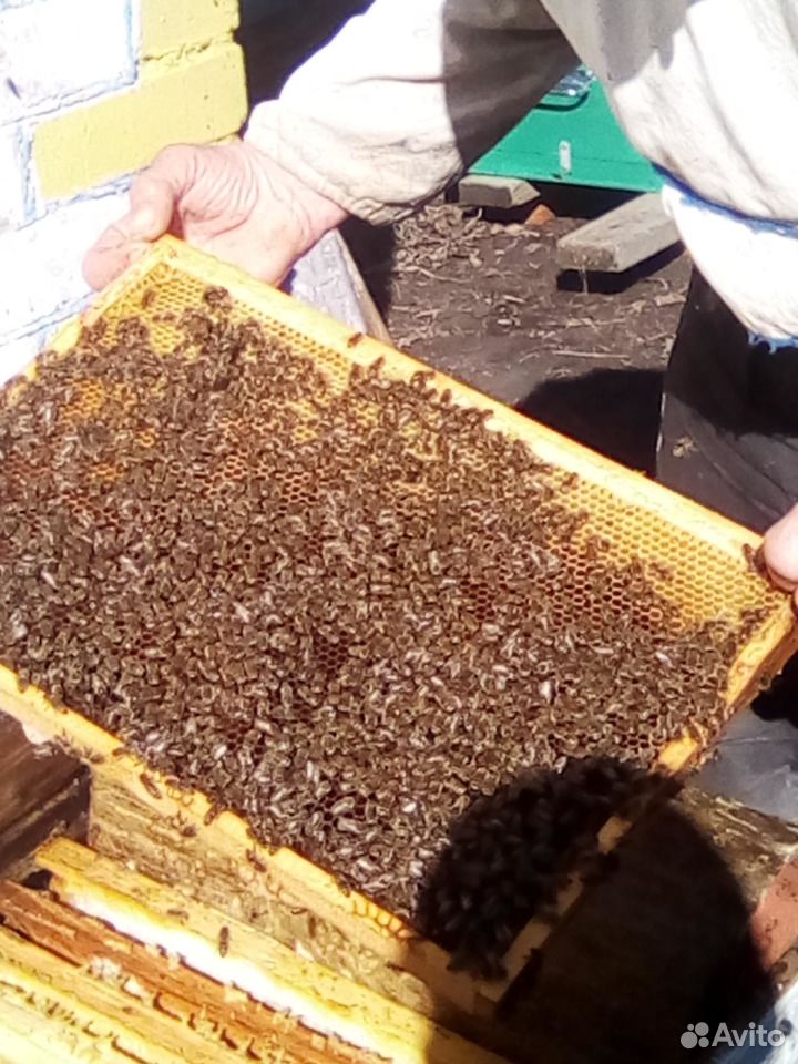 Пчелопакеты. Геннадий