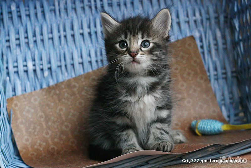 Котята Серые