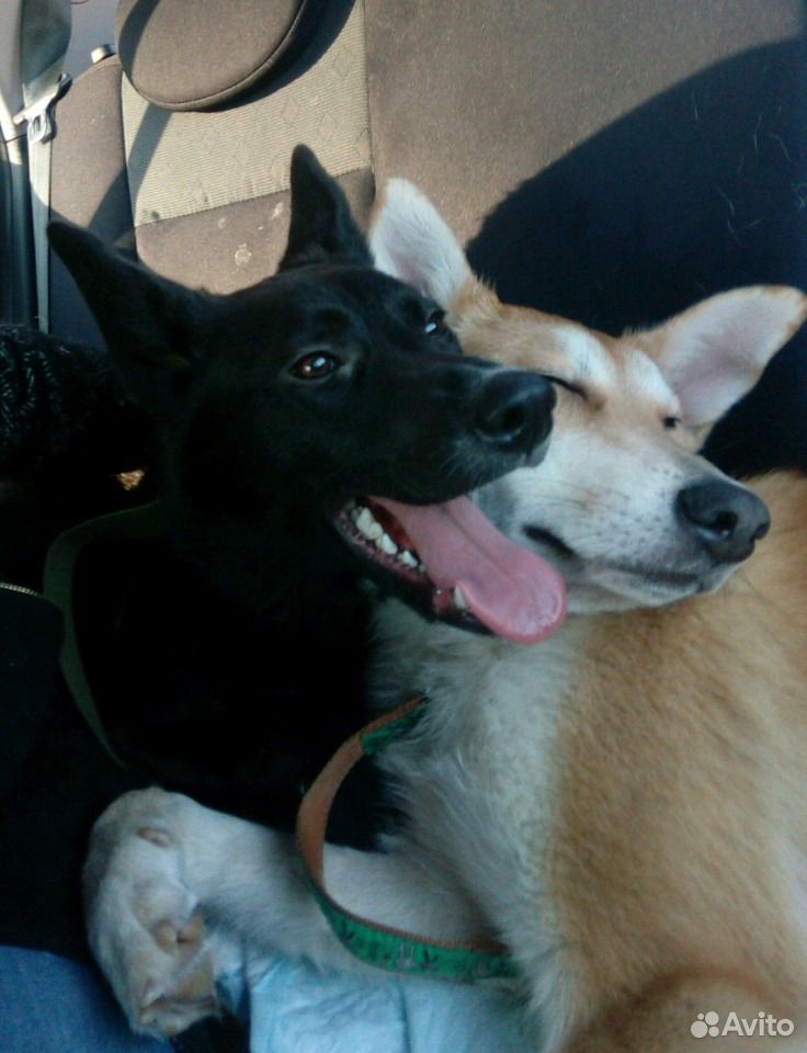 Робкие и трепетные создания, две сестрицы Гая и Ев