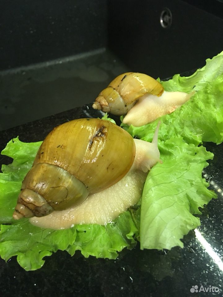 Улитка ахатины