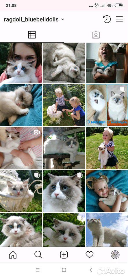 Малыши рэгдольчики (ragdoll) родословная