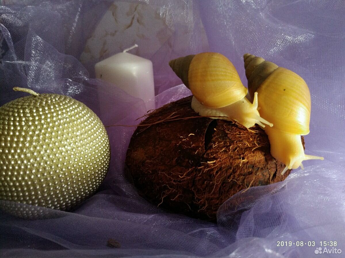 Ахатина фулика альбино боди в добрые руки