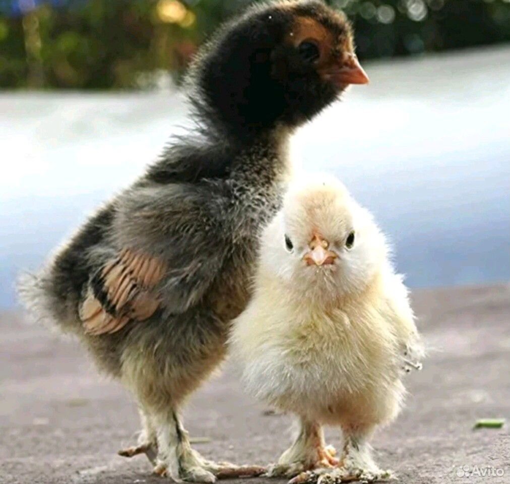 Цыплята кобб 500