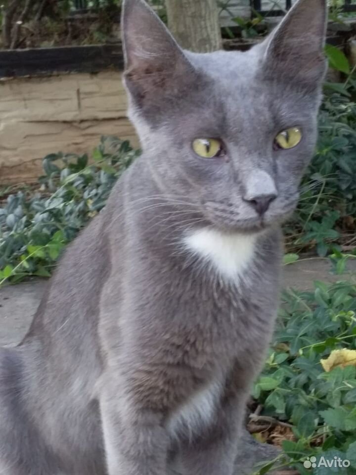 Бонни- кошка метис русской голубой ищет дом