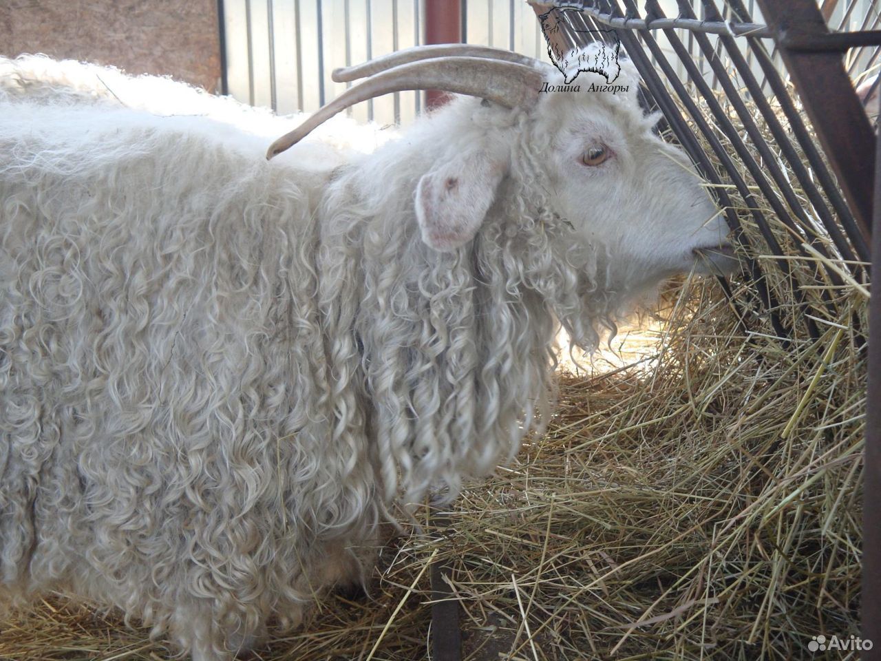 Семья ангорских коз