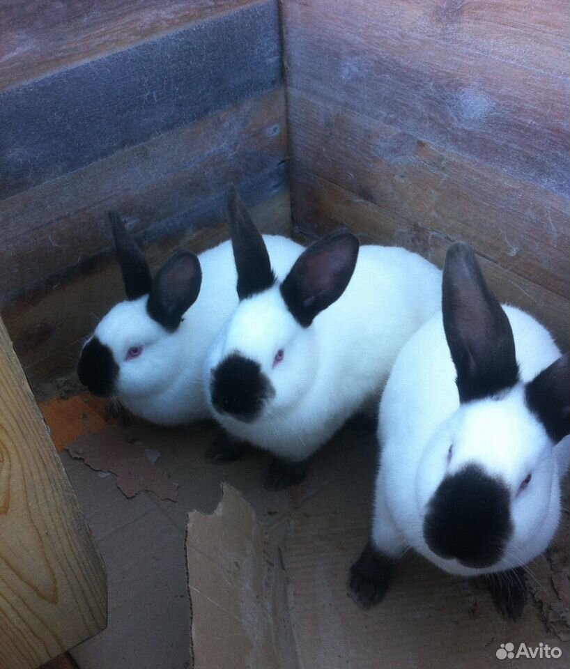 Калифорнийские кролики на племя