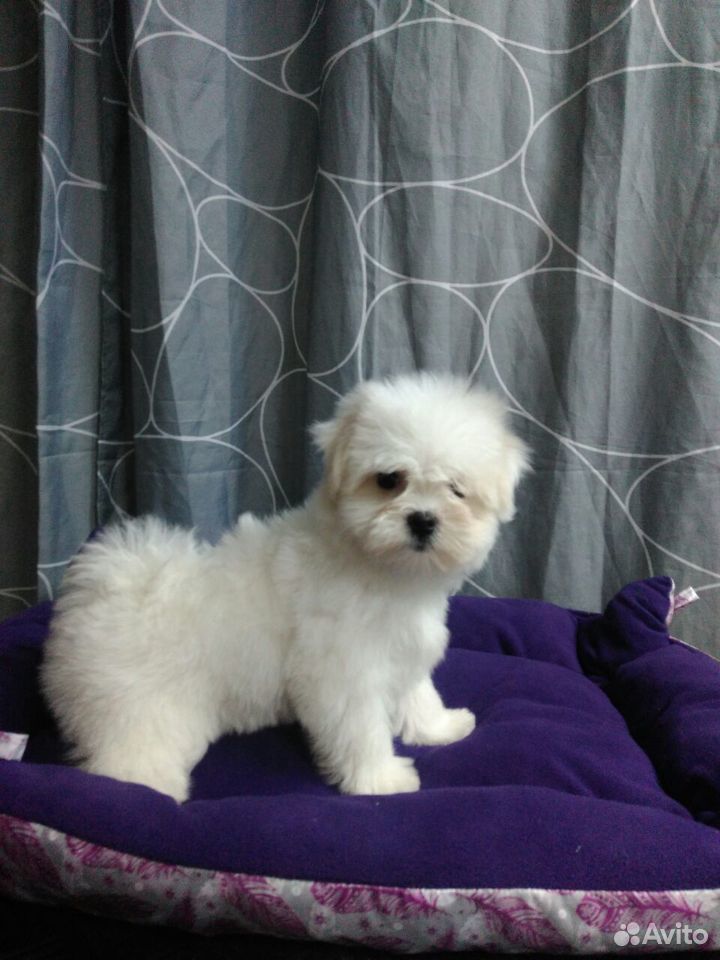 Щенок мальтезе