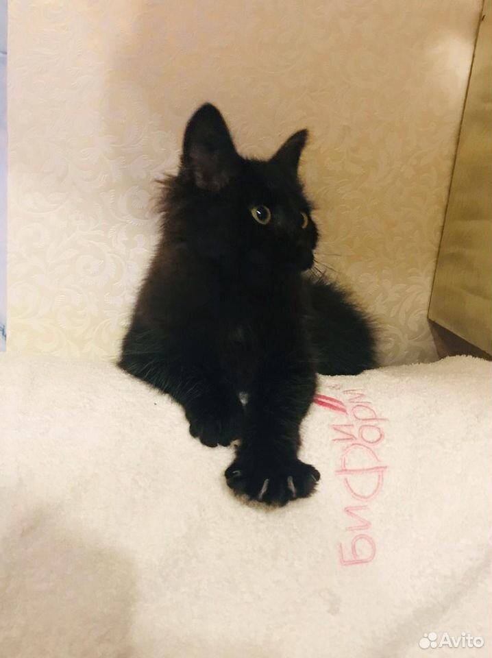 Замечательный Кот