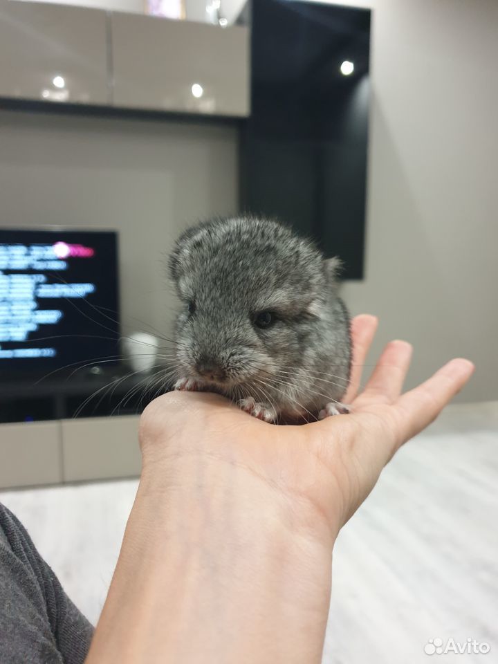 Шиншиллы щенята 2 мес