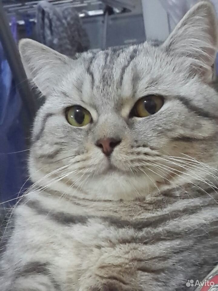 Вязка.Шотландский Скоттиш страйт